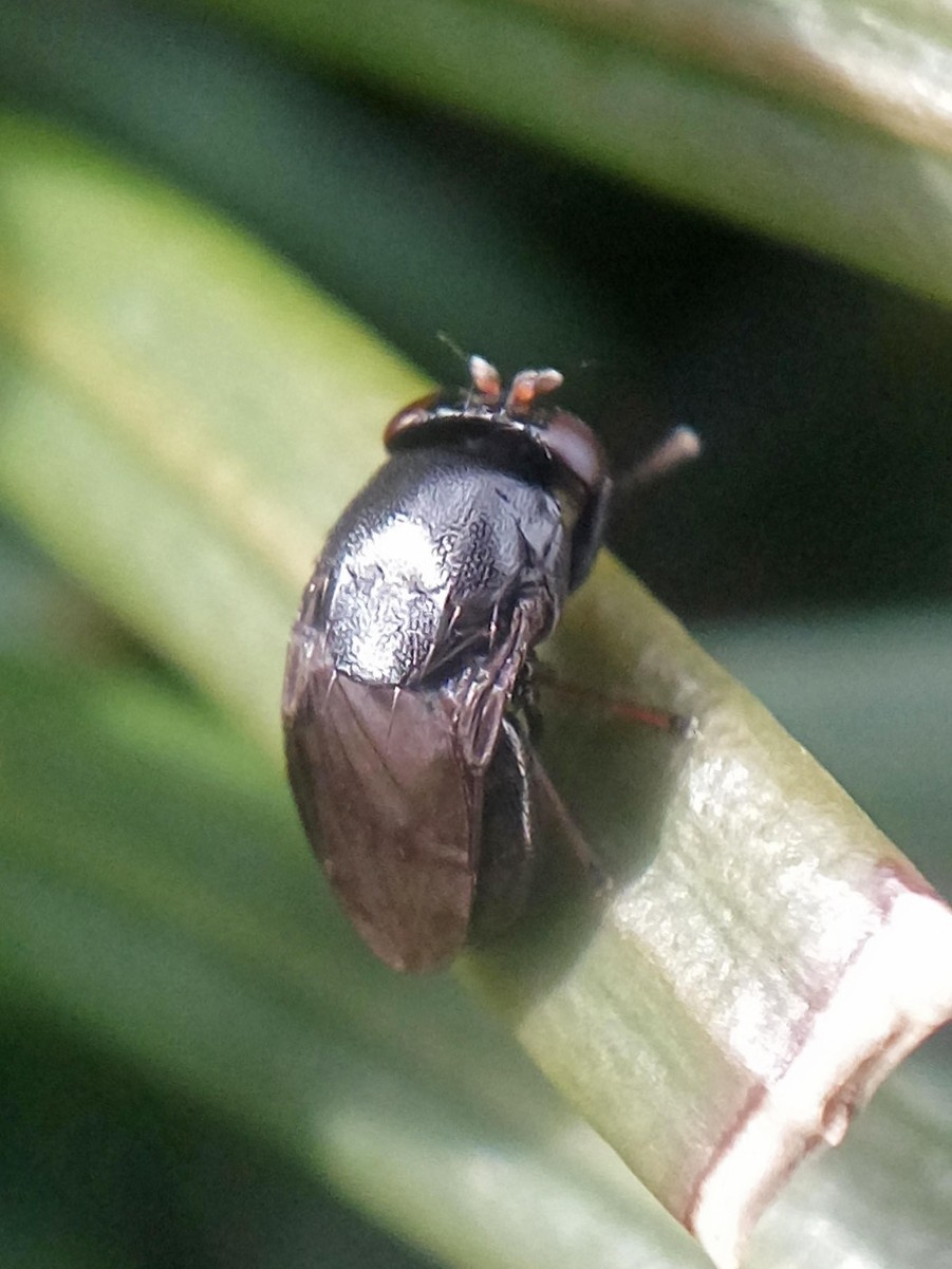 Discomyza incurva | NatureSpot