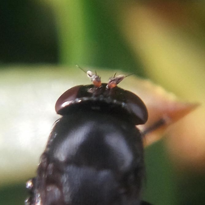 Discomyza incurva | NatureSpot