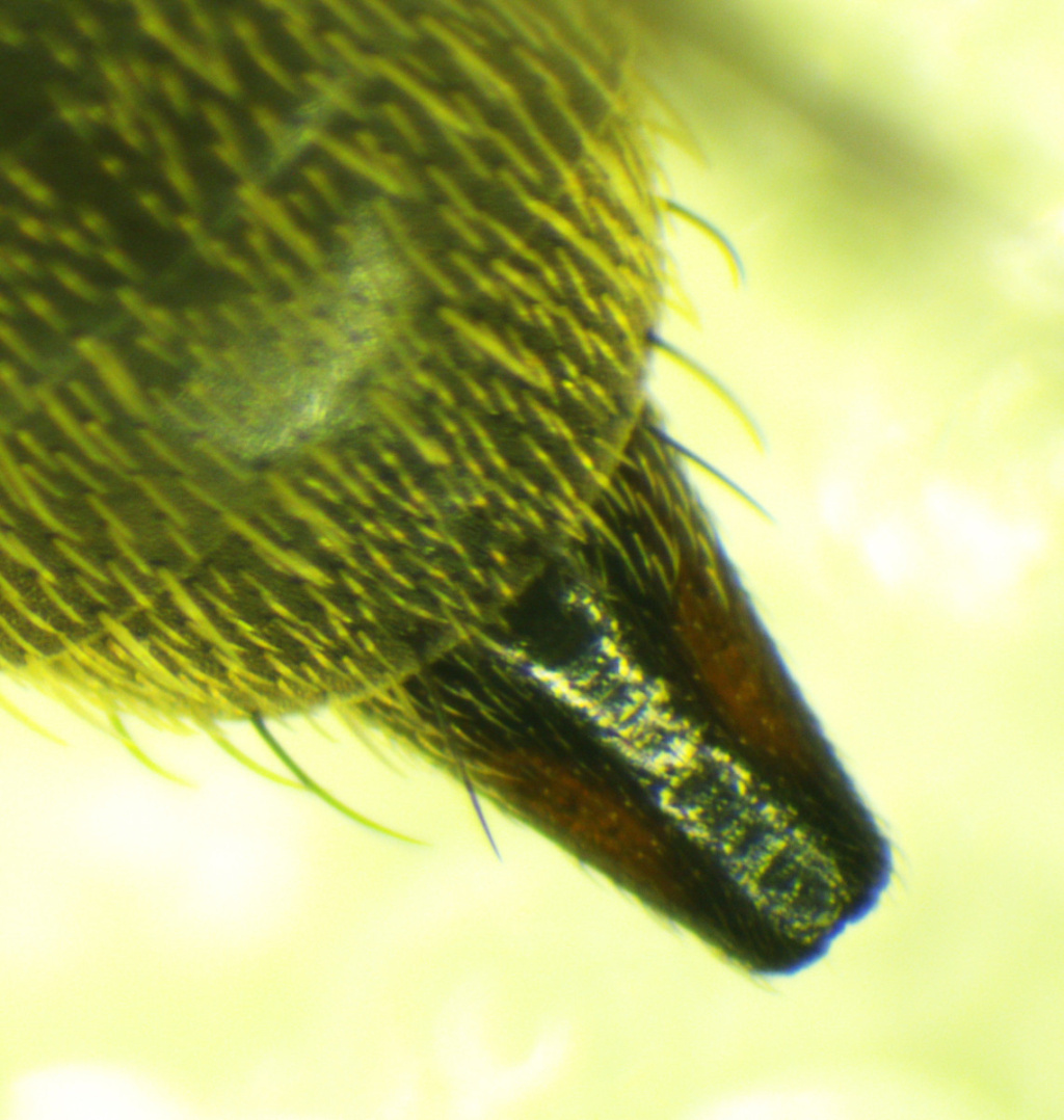 Tephritis matricariae | NatureSpot