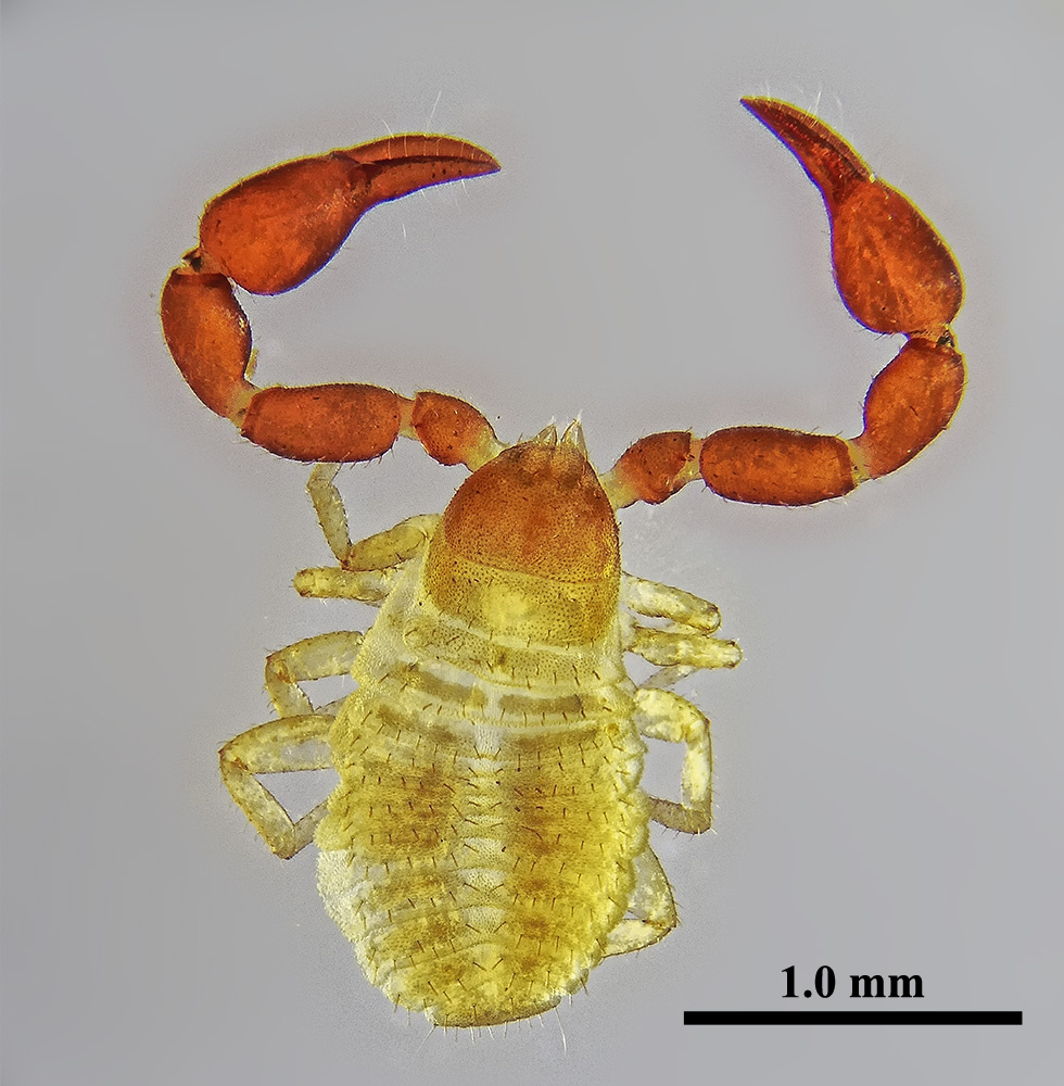 Common Tree-chernes | NatureSpot