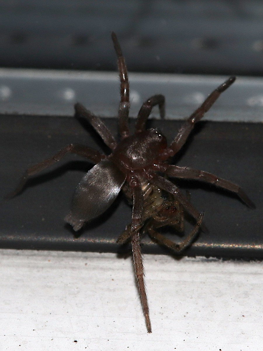 Mouse Spider
