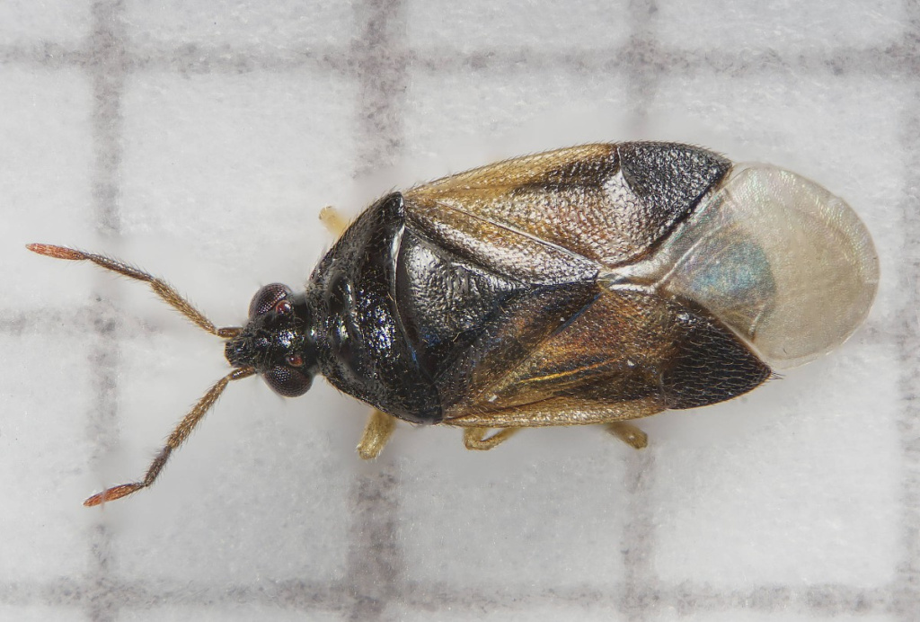 Orius vicinus | NatureSpot