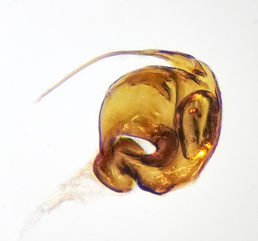 Orius vicinus | NatureSpot