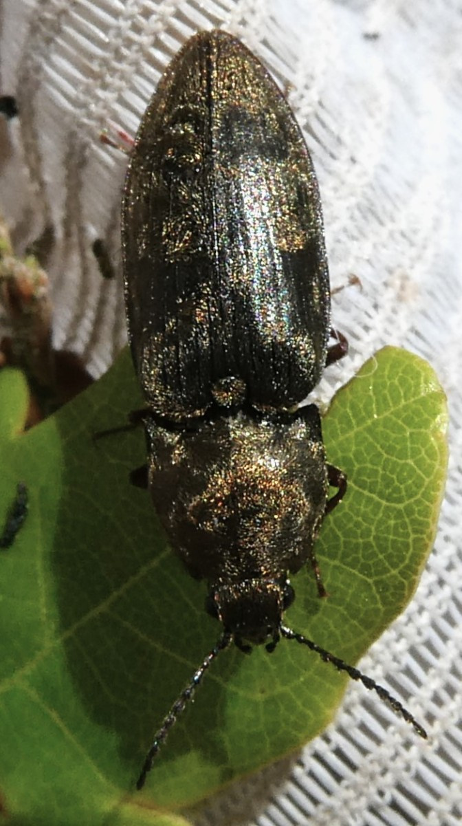 Espinha Prosternal Elateridae Prosternon Tessellatum | NatureSpot