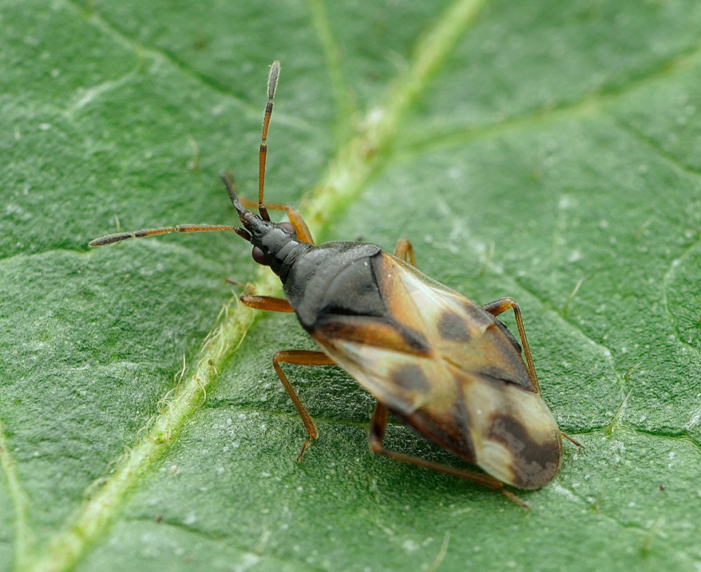 Common Flower Bug | NatureSpot