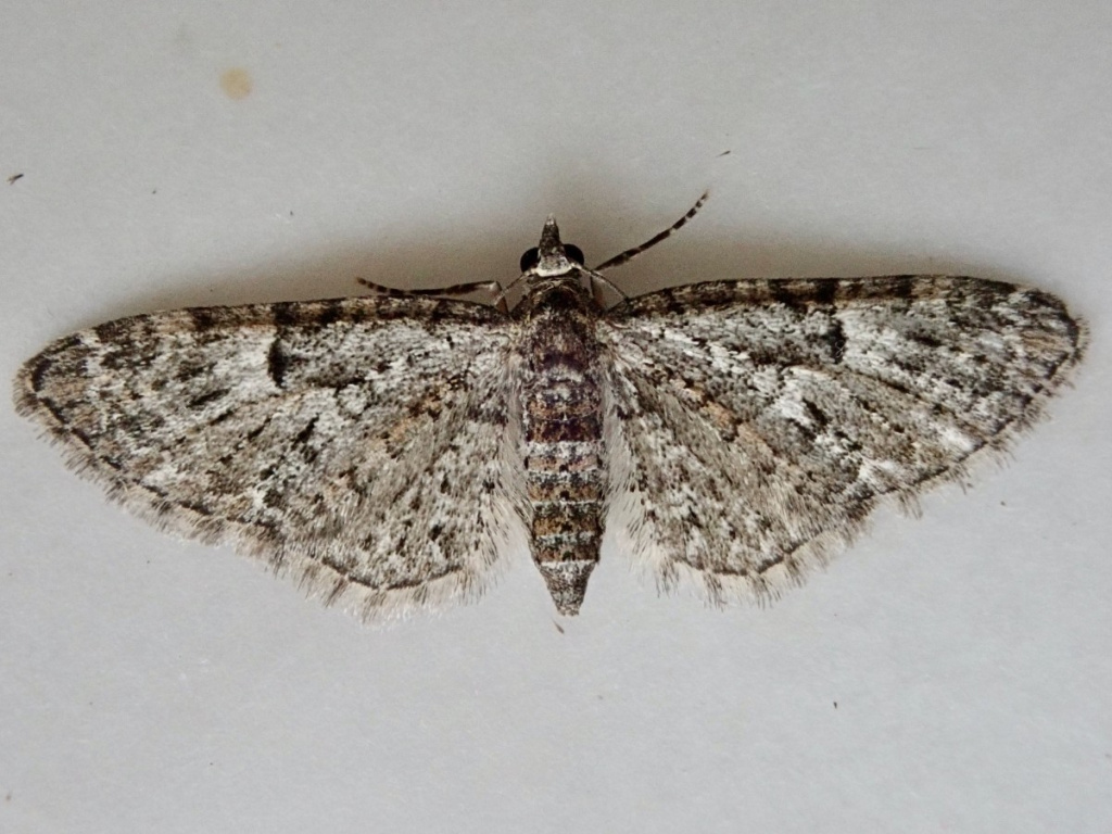 Oak-tree Pug | NatureSpot