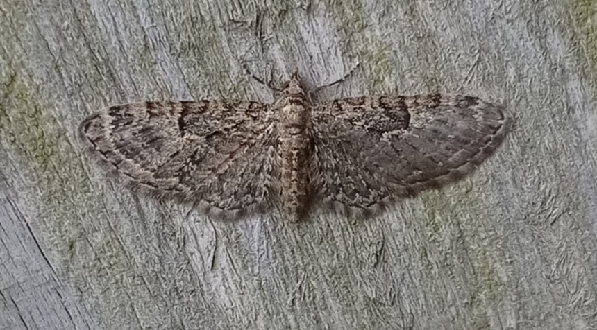 Oak-tree Pug | NatureSpot