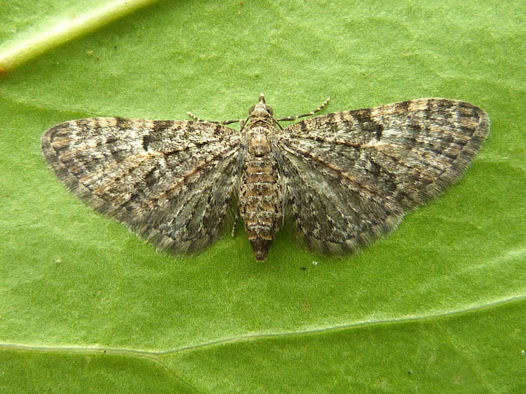 Oak-tree Pug | NatureSpot