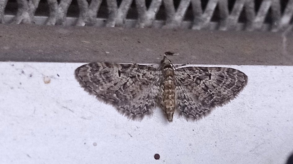 Oak-tree Pug | NatureSpot