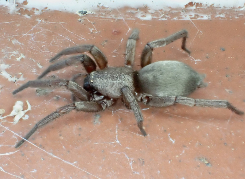 Mouse Spider