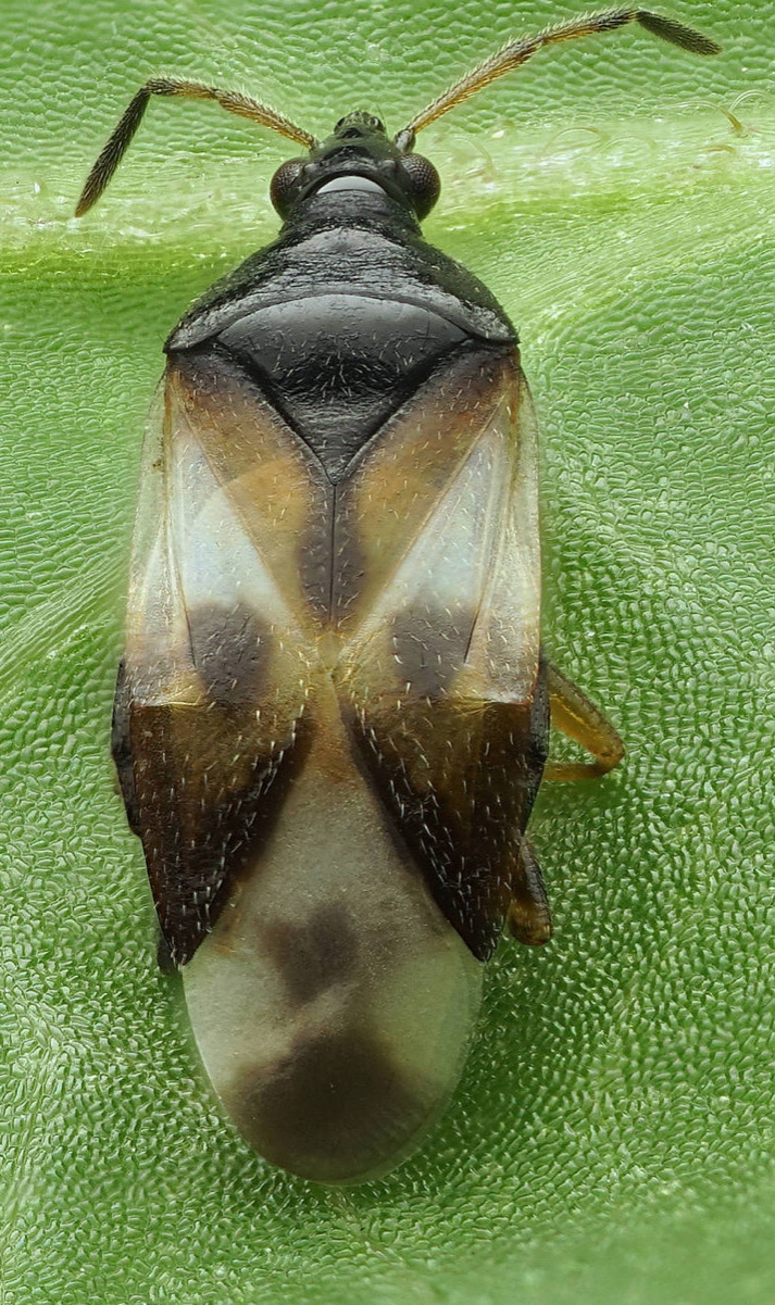 Common Flower Bug | NatureSpot