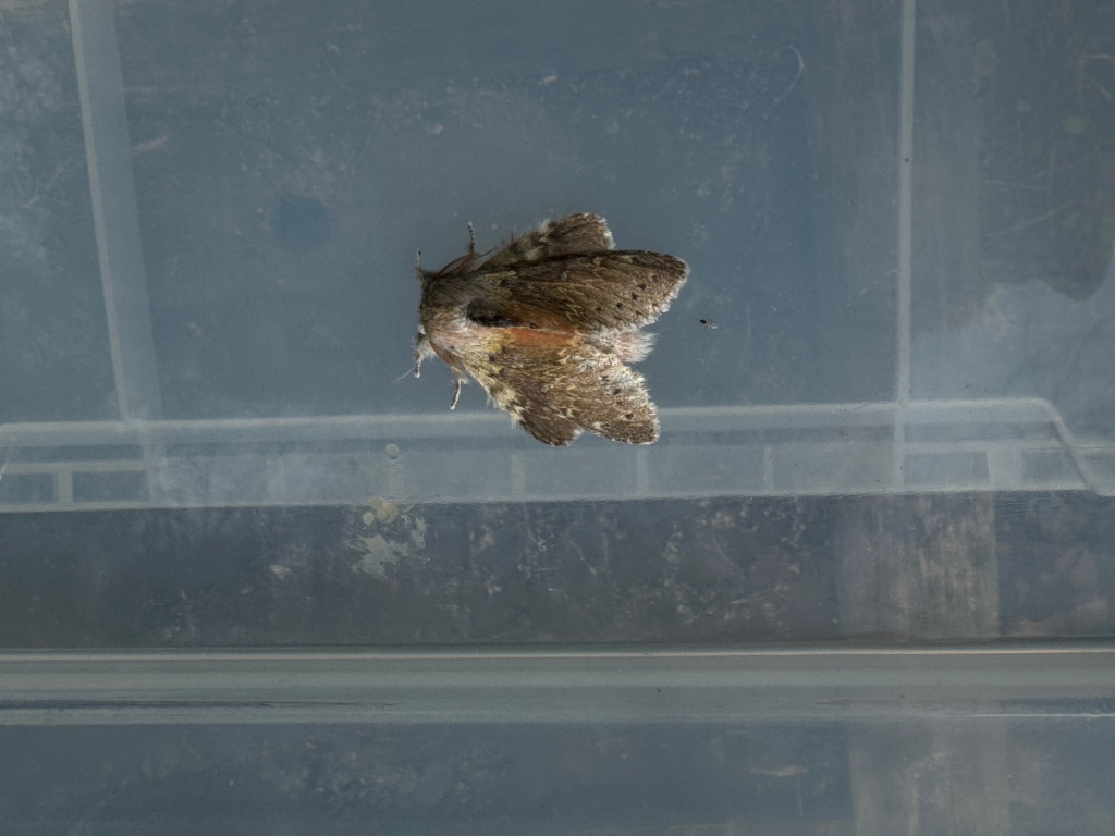 Lobster Moth | NatureSpot