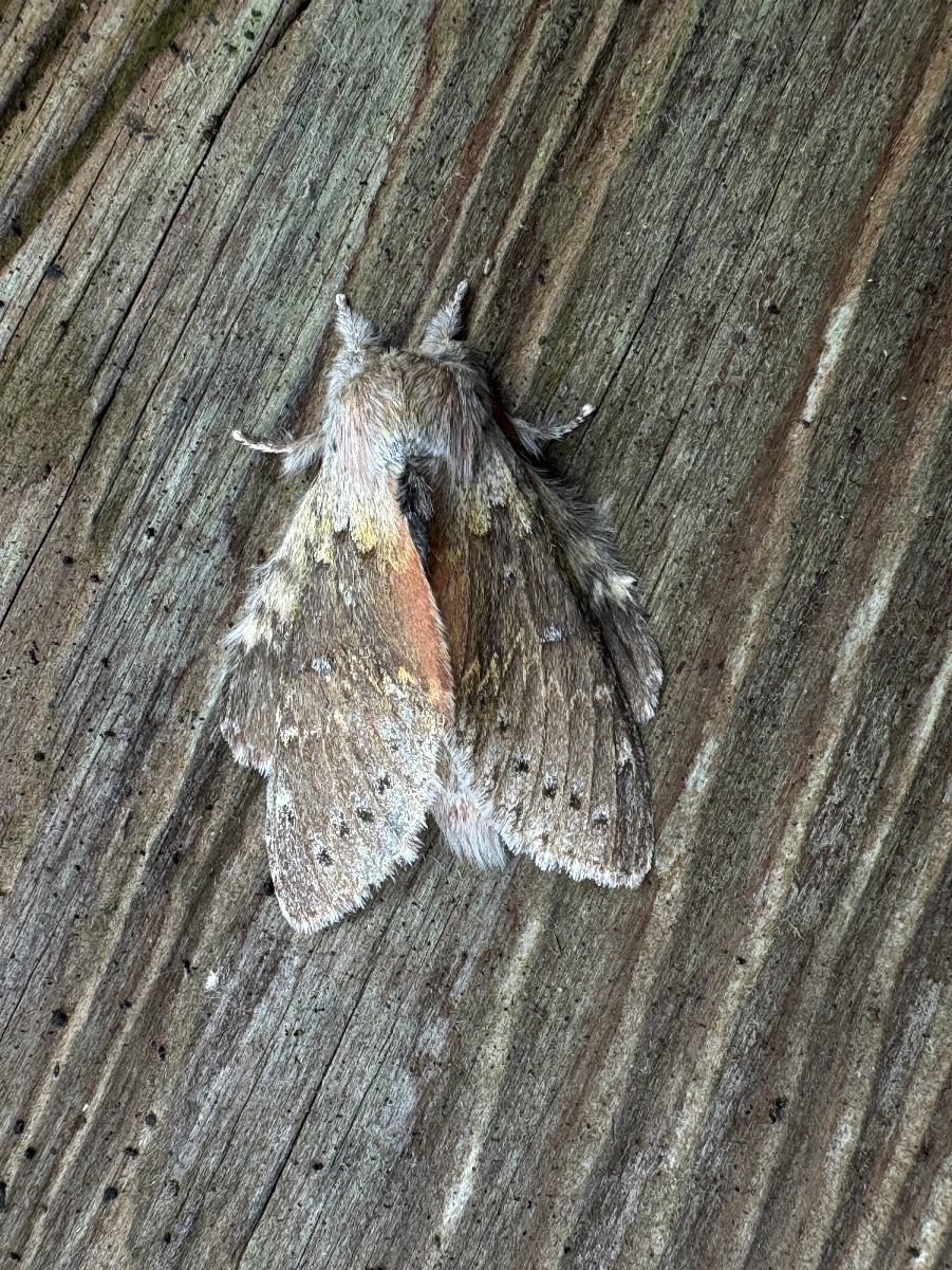 Lobster Moth | NatureSpot