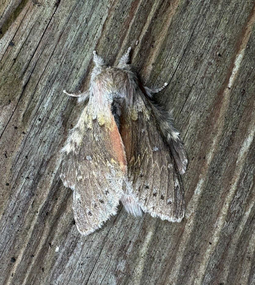 Lobster Moth | NatureSpot