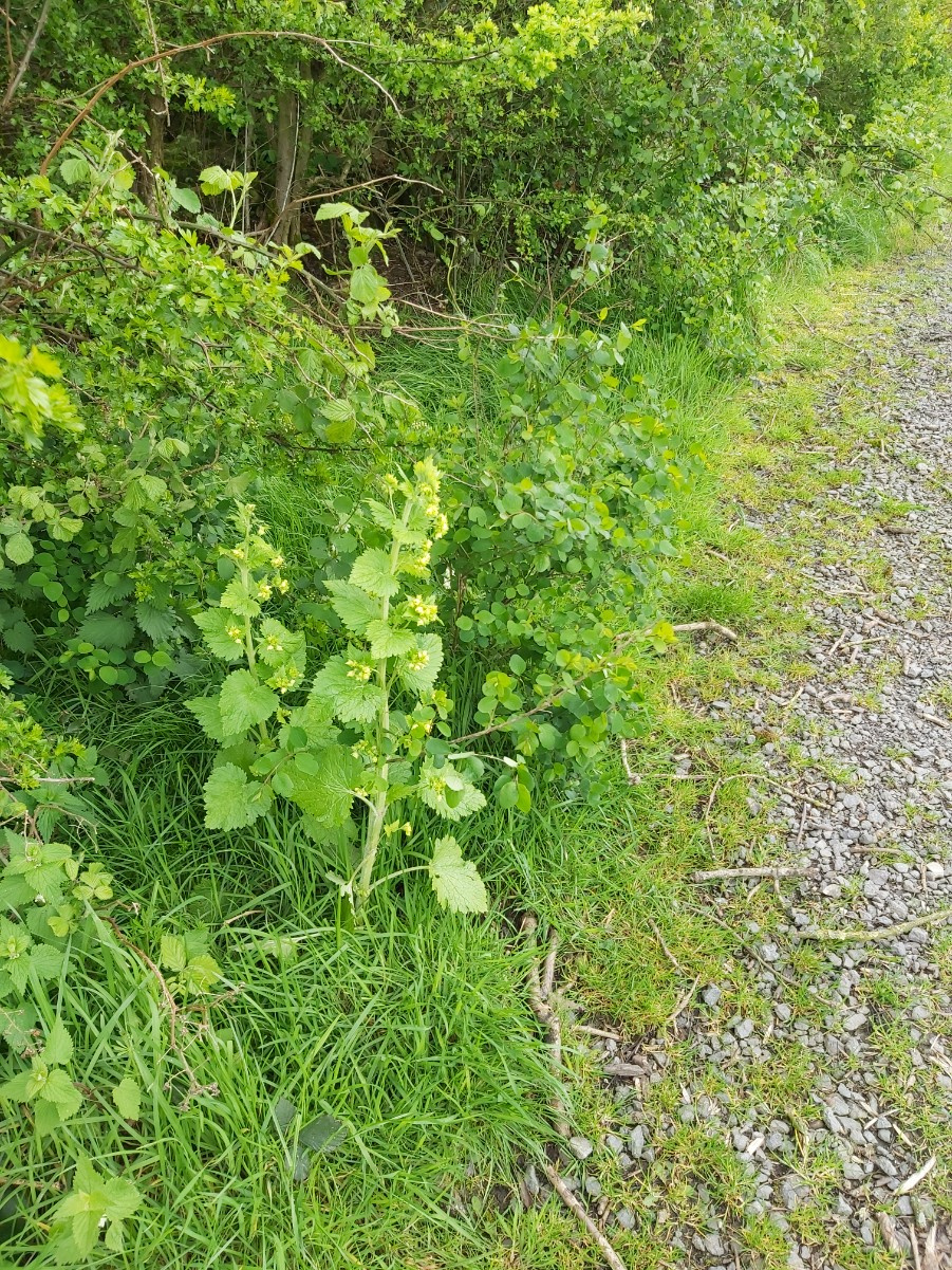 Yellow Figwort | NatureSpot