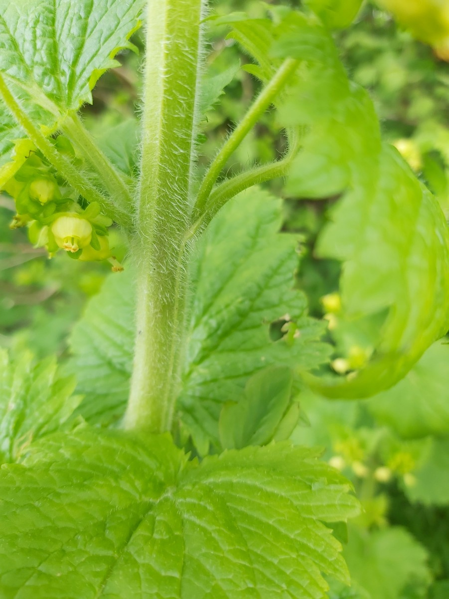Yellow Figwort | NatureSpot