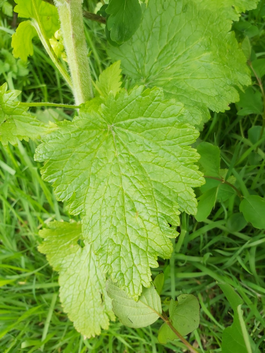 Yellow Figwort | NatureSpot