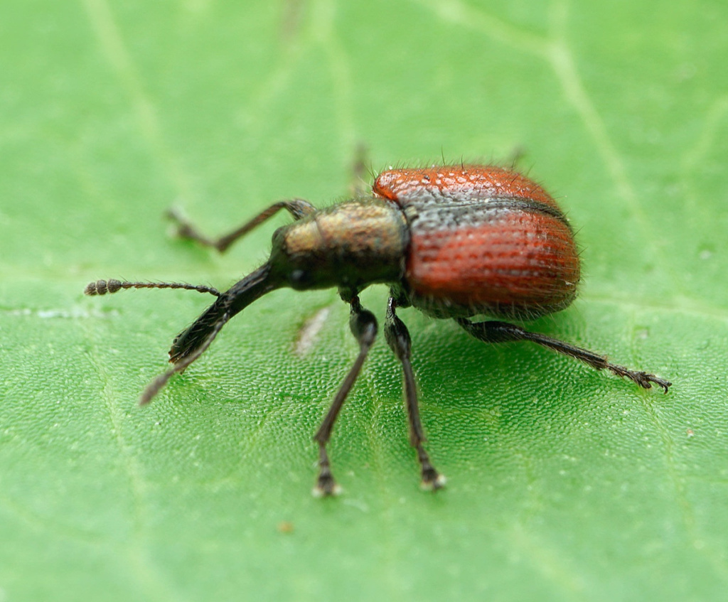 Apple Fruit Weevil | NatureSpot
