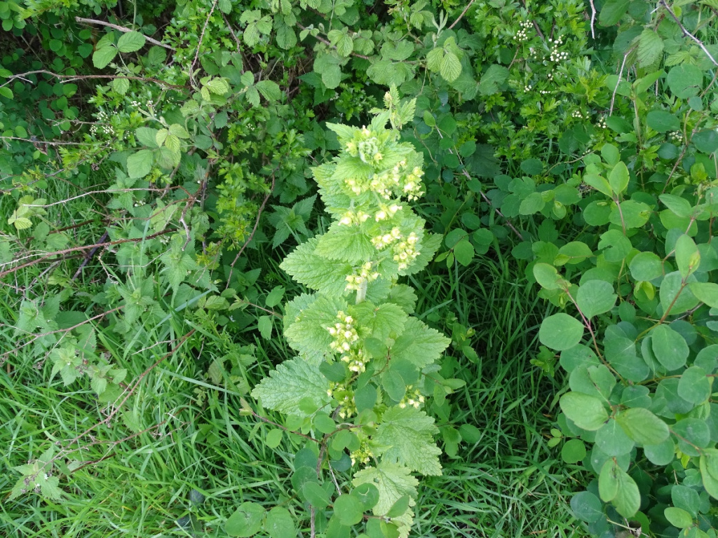 Yellow Figwort | NatureSpot
