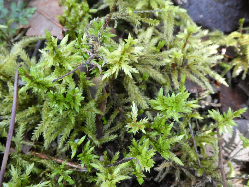 Tree-moss | NatureSpot