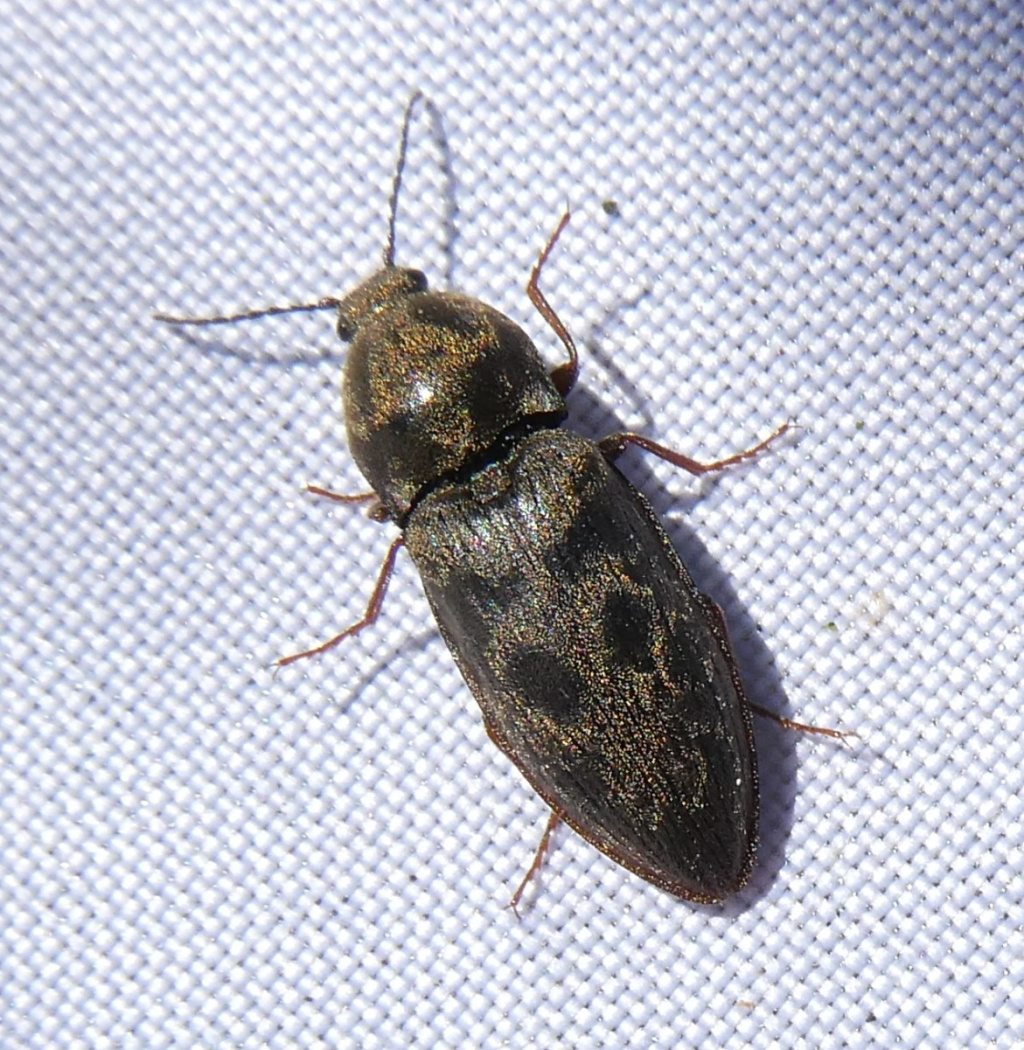 Espinha Prosternal Elateridae Prosternon Tessellatum | NatureSpot