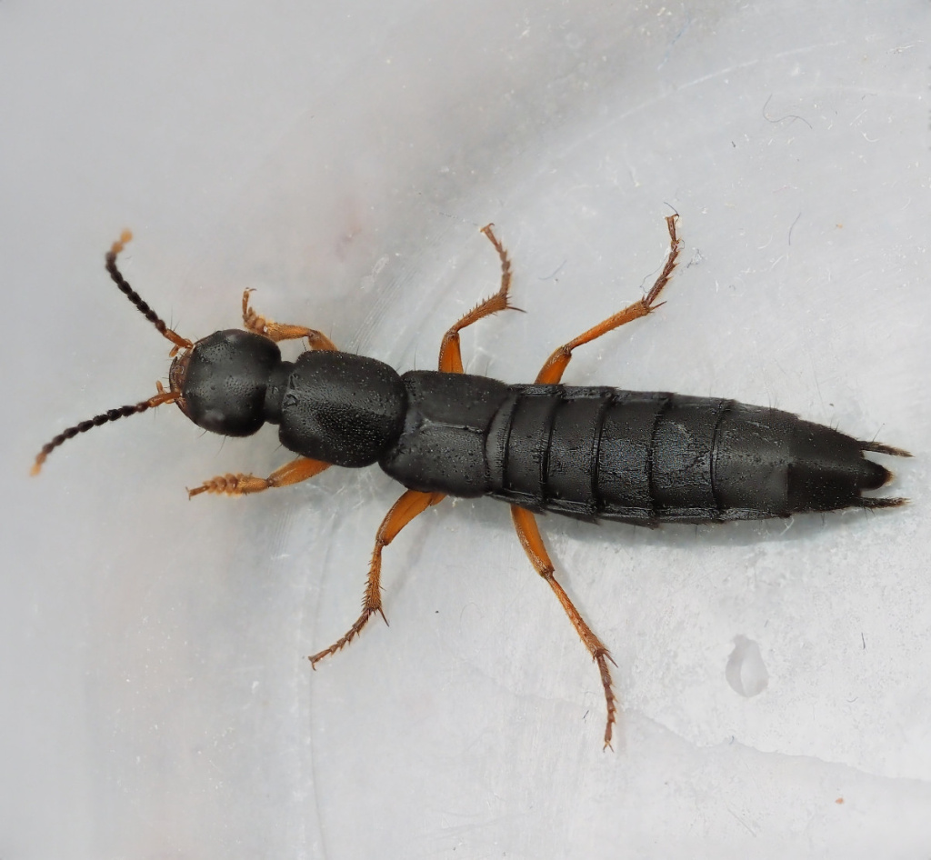 Tasgius morsitans | NatureSpot