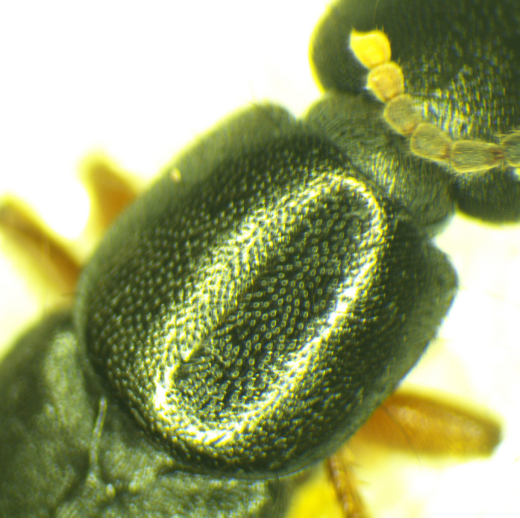 Tasgius morsitans | NatureSpot