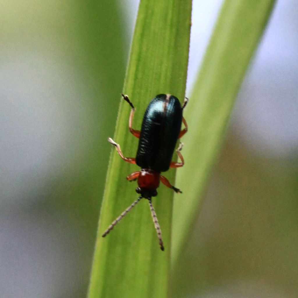Cereal Leaf Beetle | NatureSpot