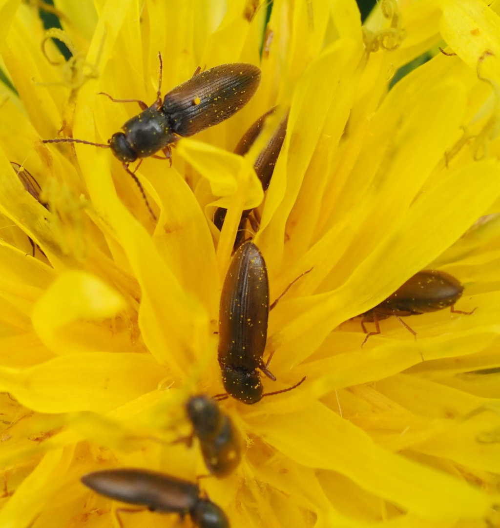 Dalopius marginatus | NatureSpot