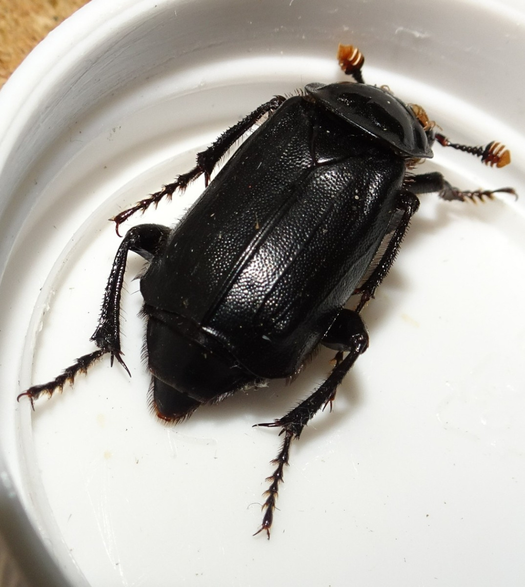 Black Sexton Beetle NatureSpot