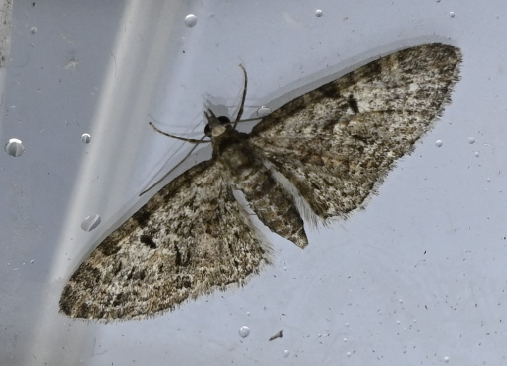Record of Mottled Pug (Eupithecia exiguata)