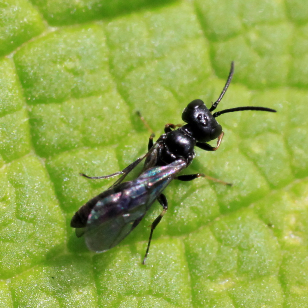 Passaloecus | NatureSpot