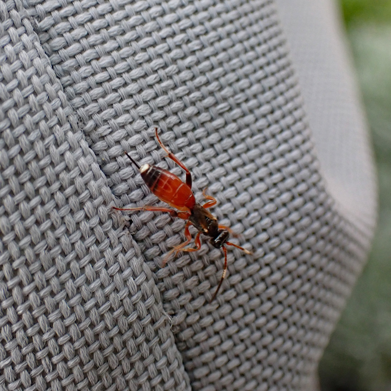 Pleolophus brachypterus | NatureSpot