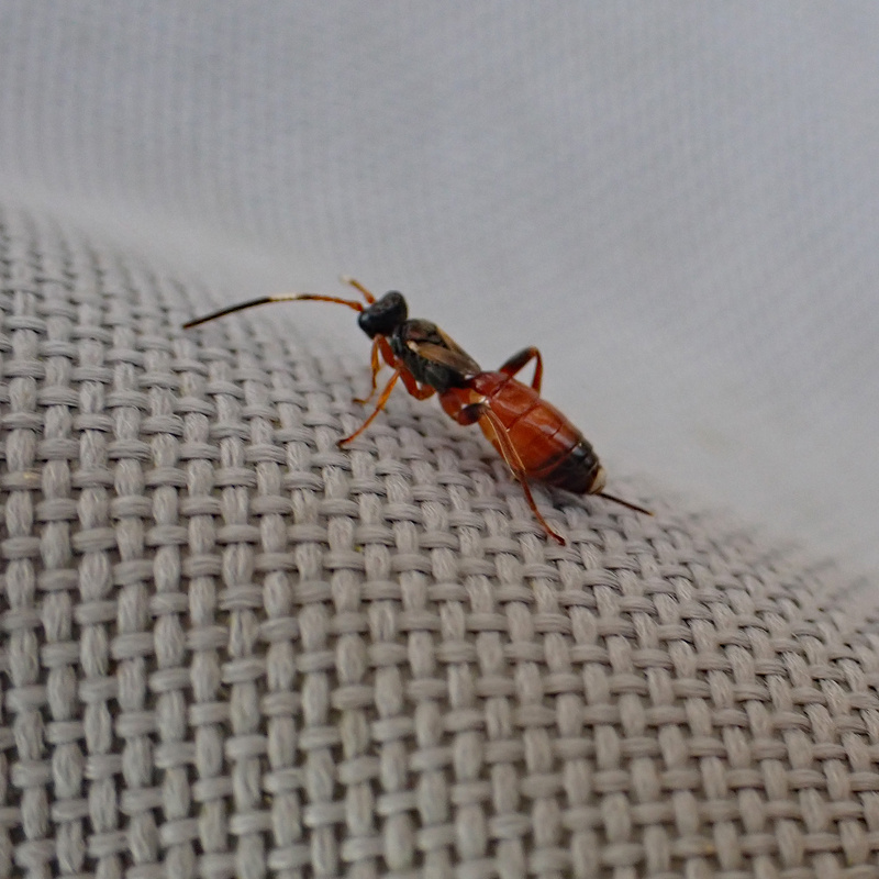 Pleolophus brachypterus | NatureSpot