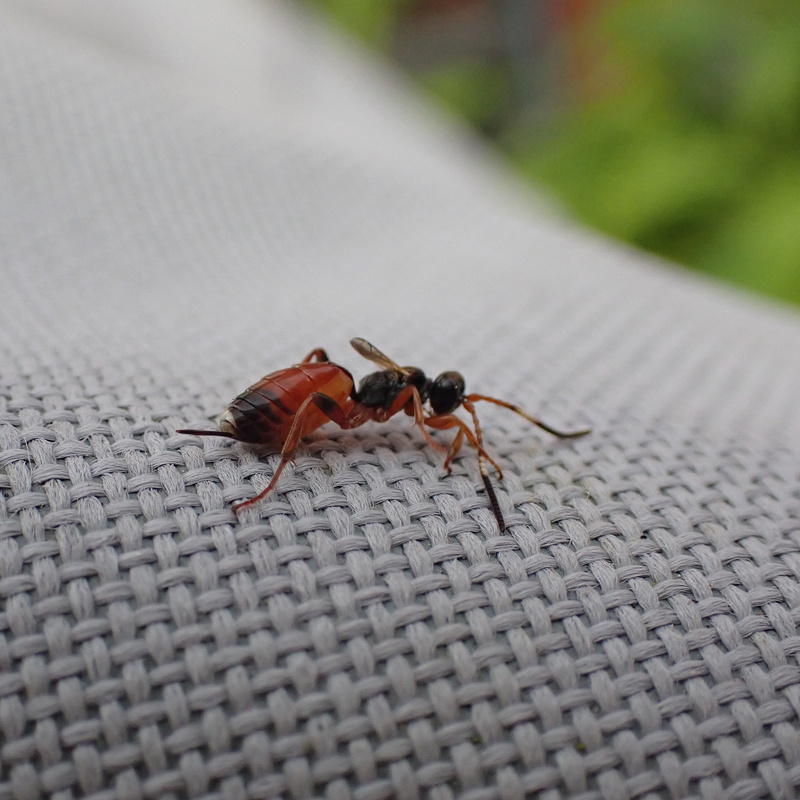 Pleolophus brachypterus | NatureSpot