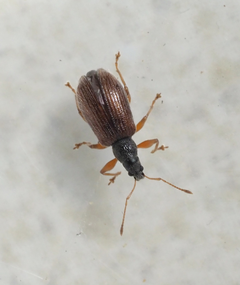 Weevils Uk