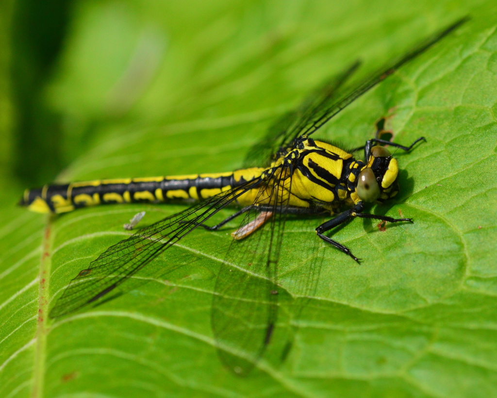 Record of Gomphus vulgatissimus