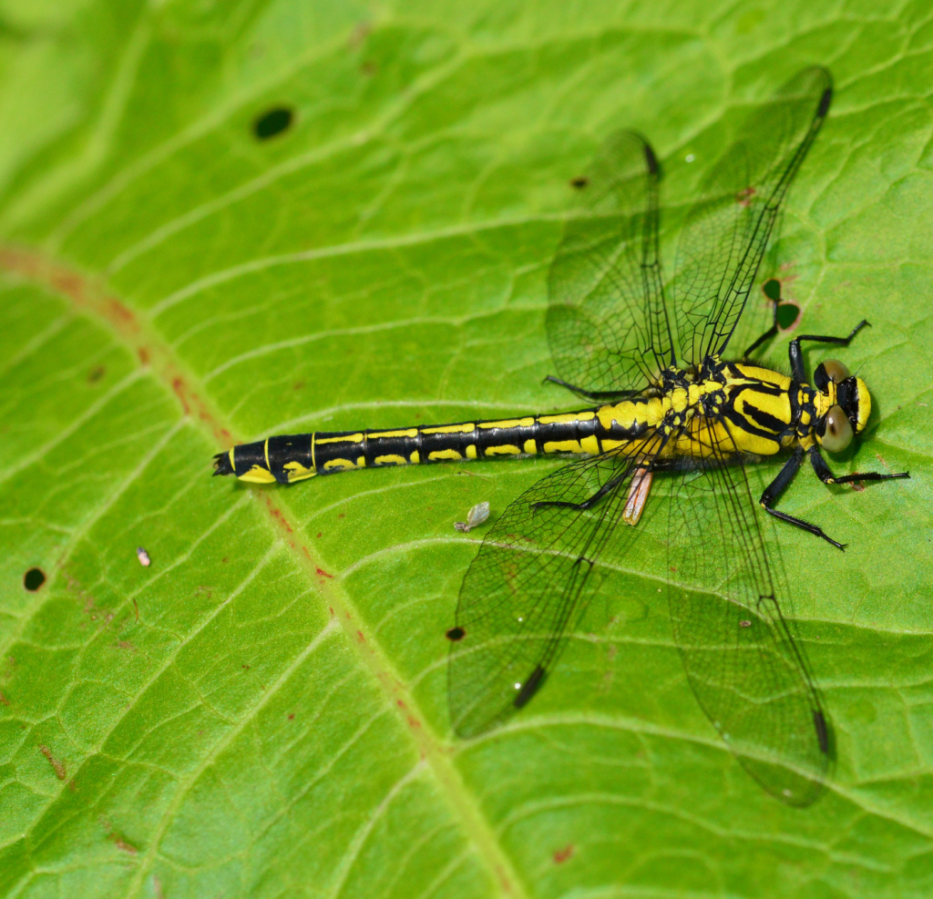 Record of Gomphus vulgatissimus