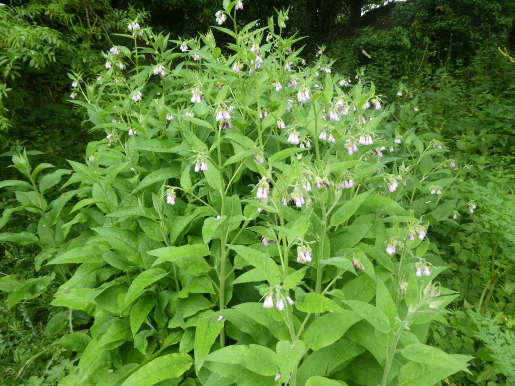 Wild Comfrey Plant Identification