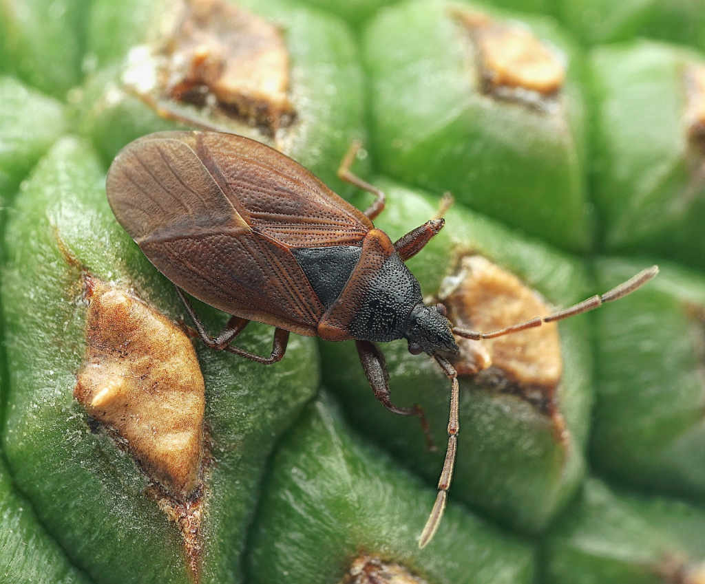 Pine Cone Bug | NatureSpot