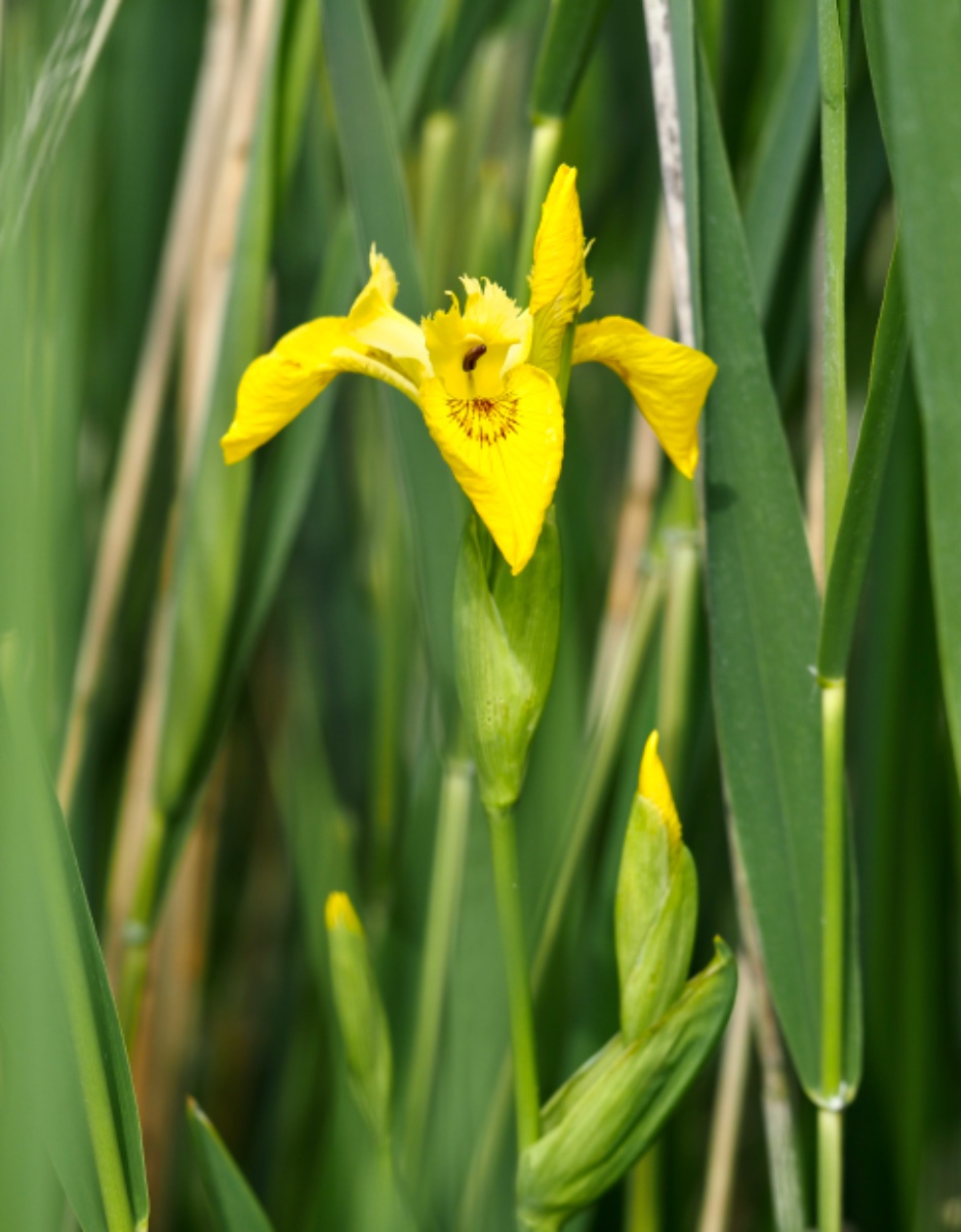 Yellow Iris Prinzess Viktoria Luise Iris | Old House Gardens