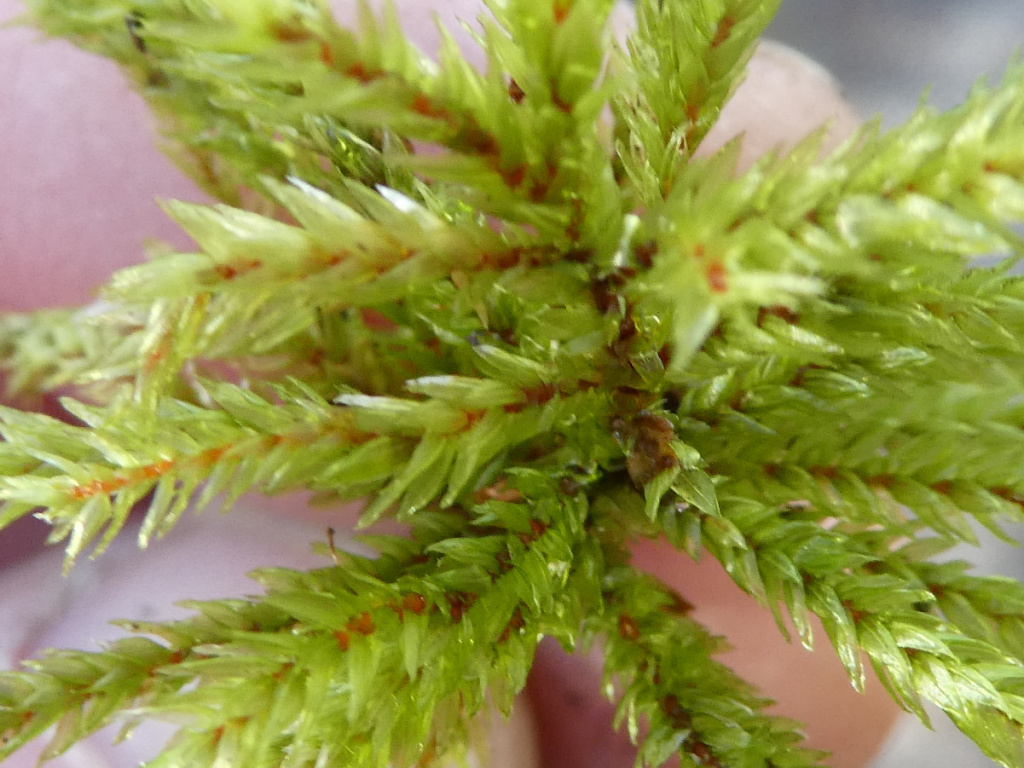Tree Moss Identification Garden Mosses Guide – Field Studies Council