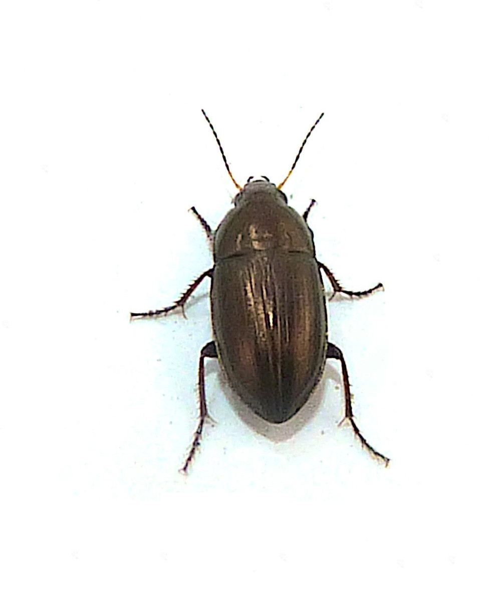 Sun Beetle