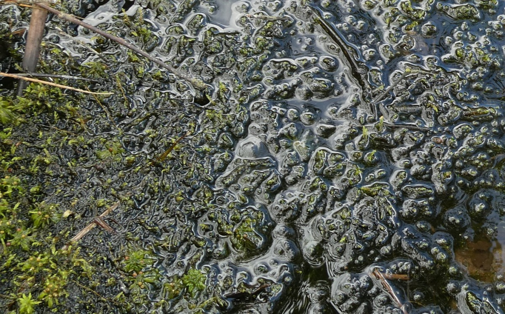 Floating Hook-moss | NatureSpot