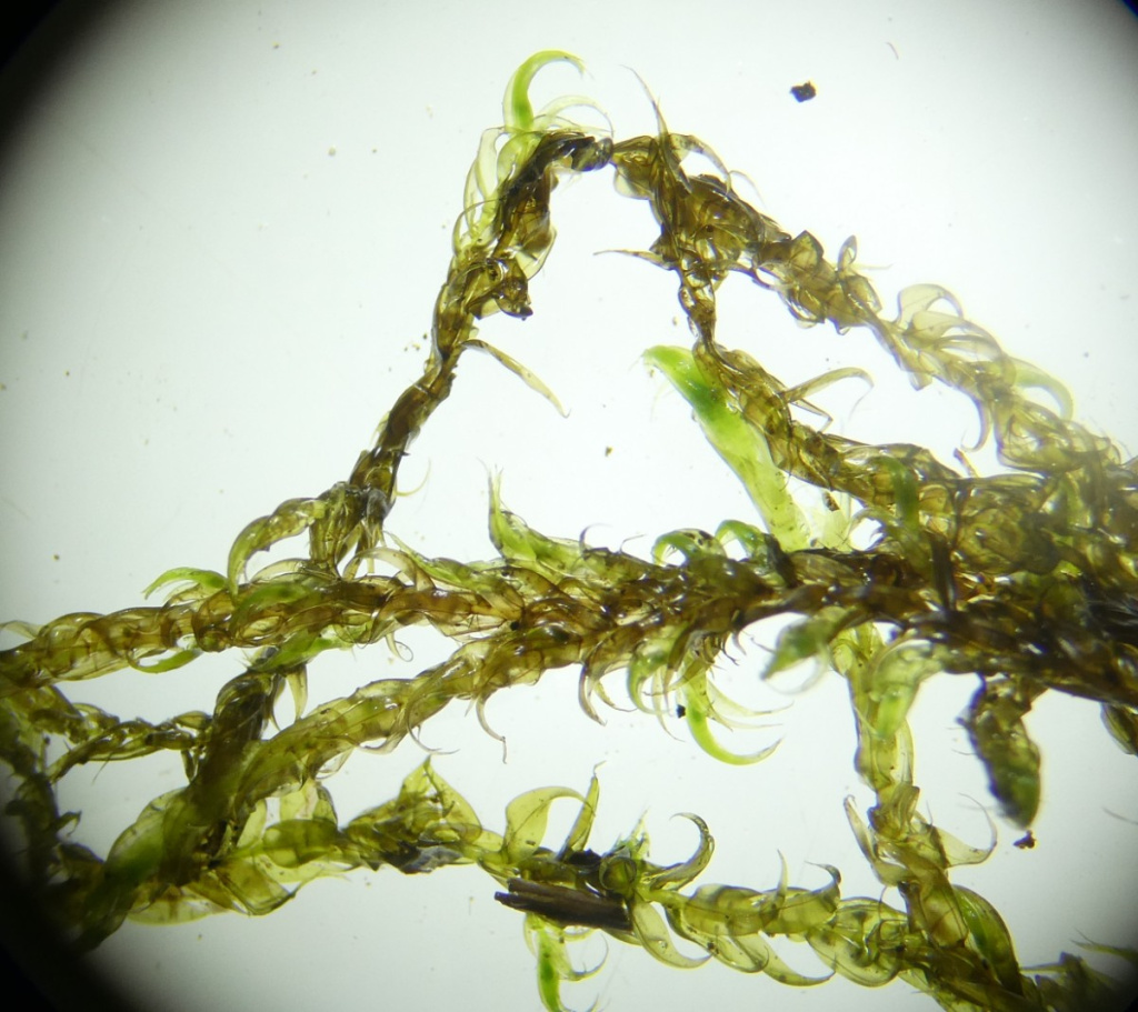 Floating Hook-moss | NatureSpot