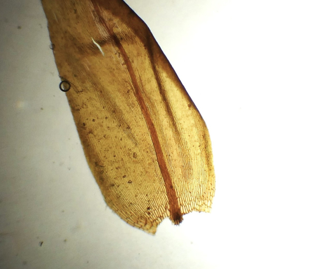 Floating Hook-moss | NatureSpot