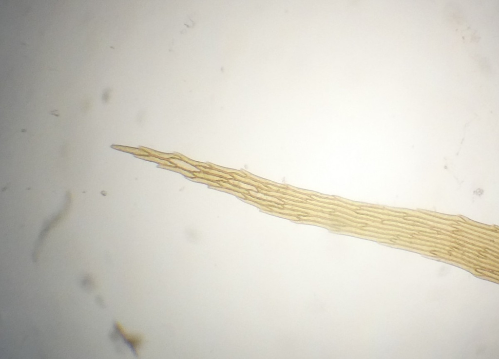 Floating Hook-moss | NatureSpot