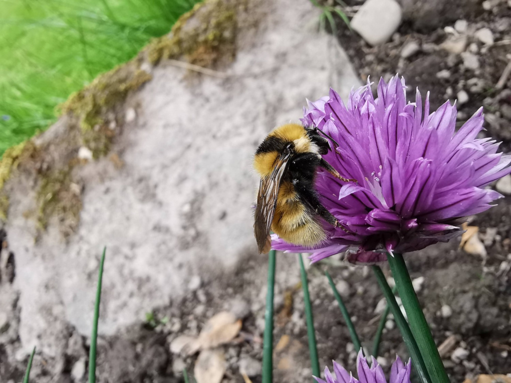 Record of Great Yellow Bumble Bee (Bombus distinguendus)