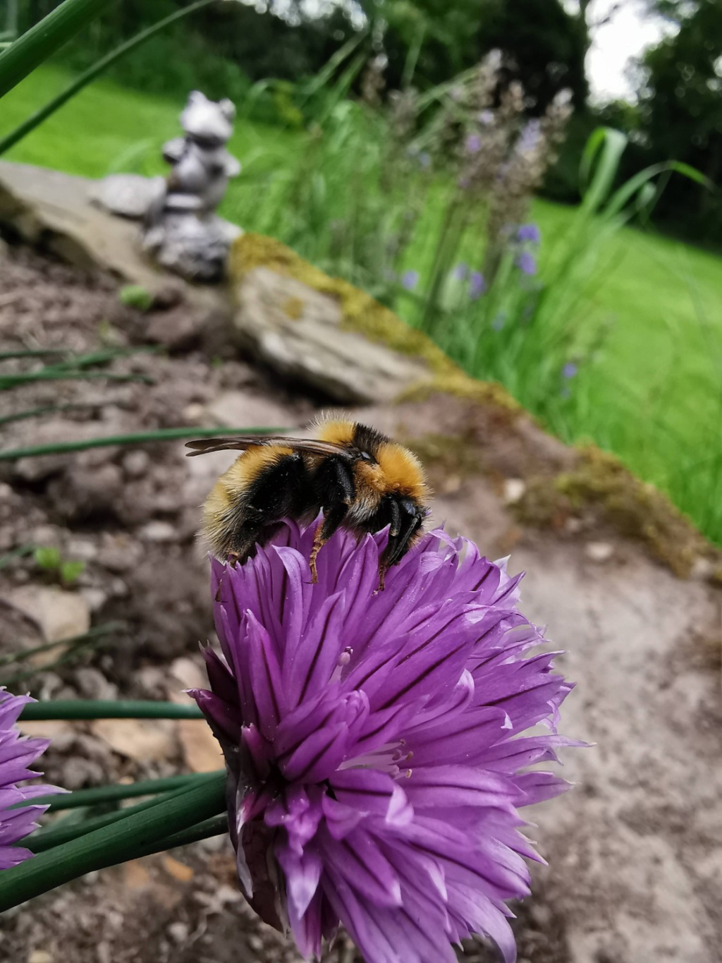 Record of Great Yellow Bumble Bee (Bombus distinguendus)