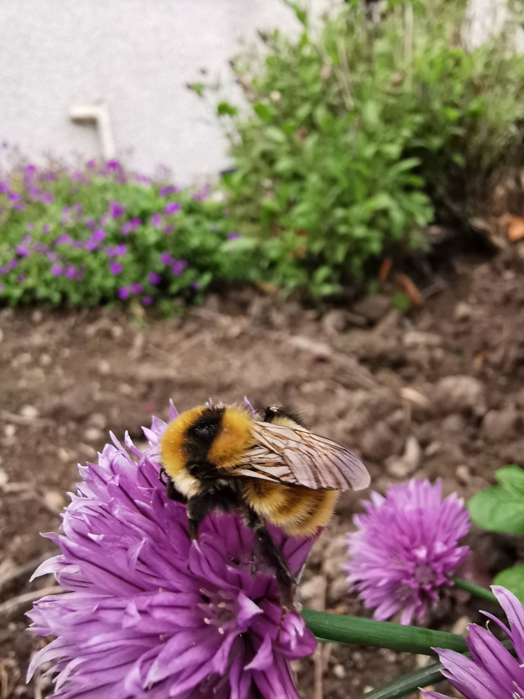 Record of Great Yellow Bumble Bee (Bombus distinguendus)